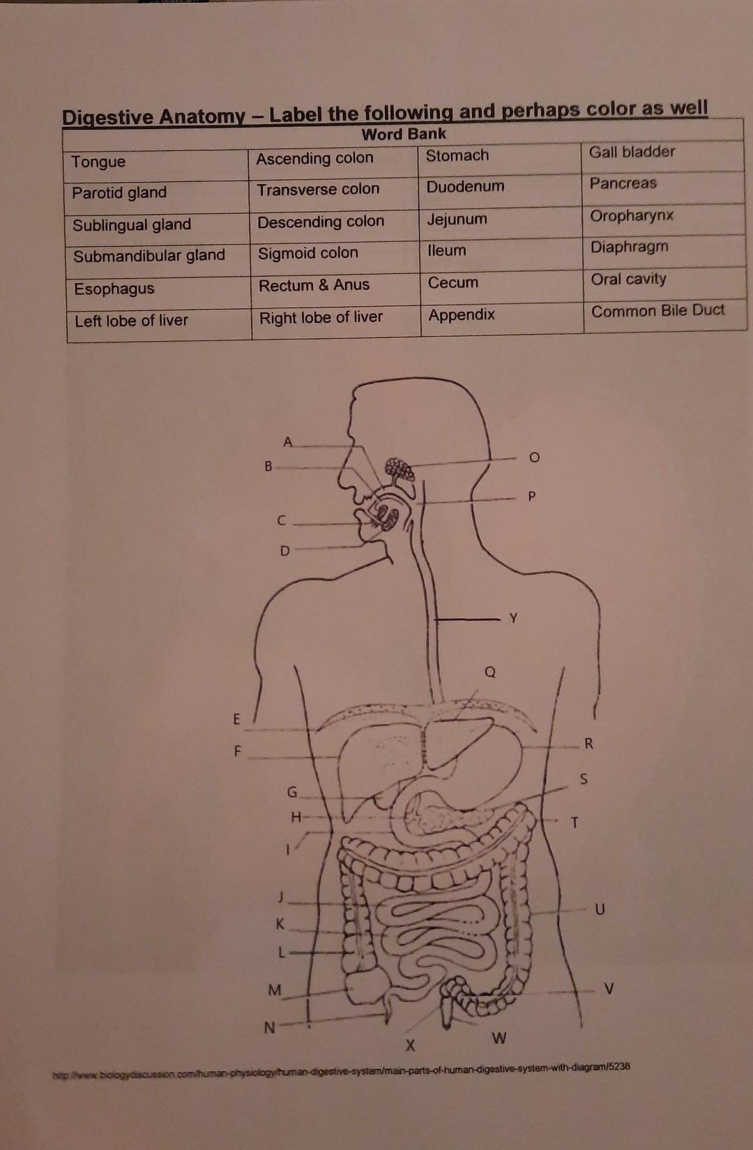 Solved 3. Small Intestine - Examine a slide of small | Chegg.com