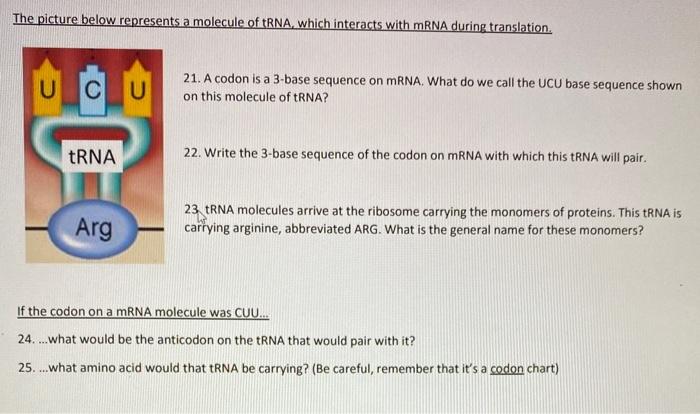 Solved The picture below represents a molecule of tRNA, | Chegg.com