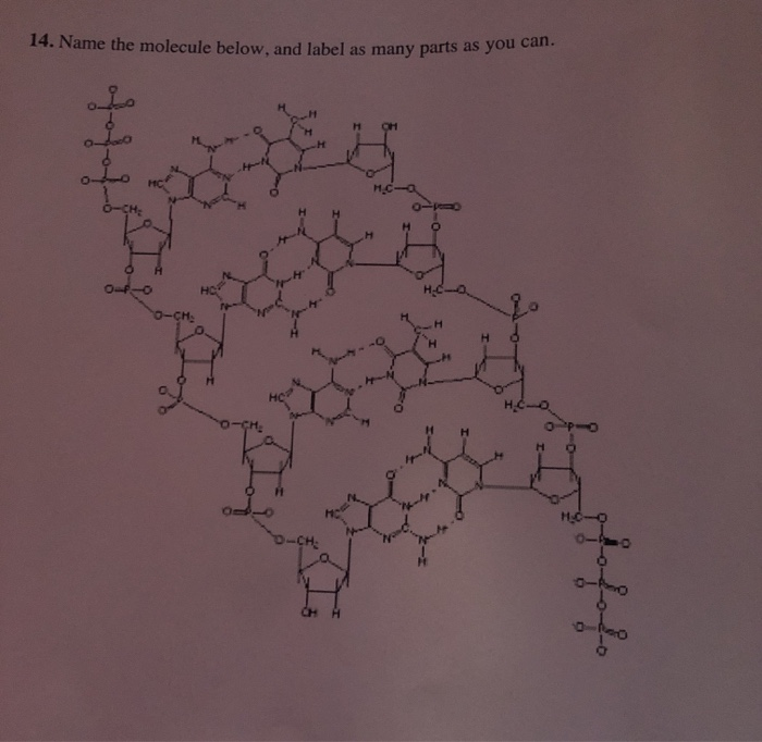 Solved 14. Name the molecule below, and label as many parts | Chegg.com