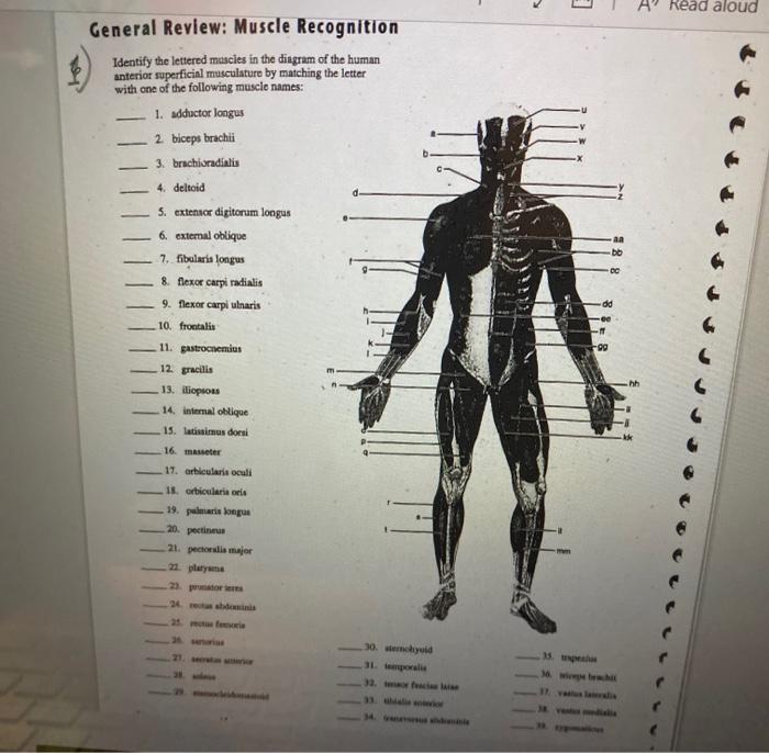 Solved 3 Read aloud General Review: Muscle Recognition | Chegg.com