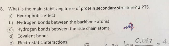 Solved 8. What is the main stabilizing force of protein | Chegg.com