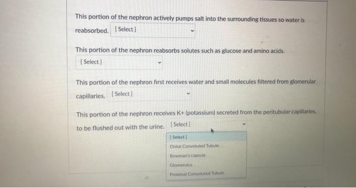 Solved This portion of the nephron actively pumps salt into | Chegg.com