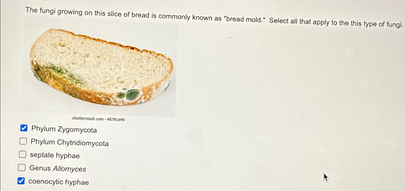 Solved The fungi growing on this slice of bread is commonly | Chegg.com