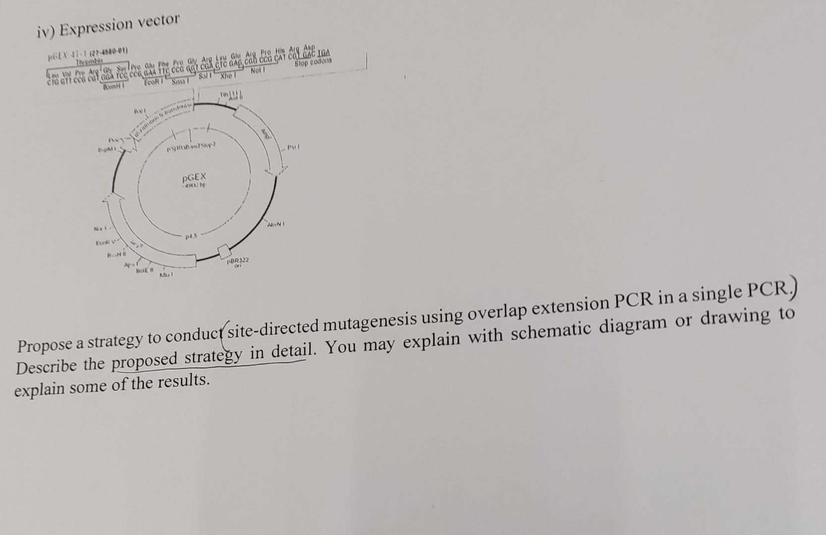 Solved iv) Expression vector pGLX 47-1 (27-4580-01) Themat | Chegg.com