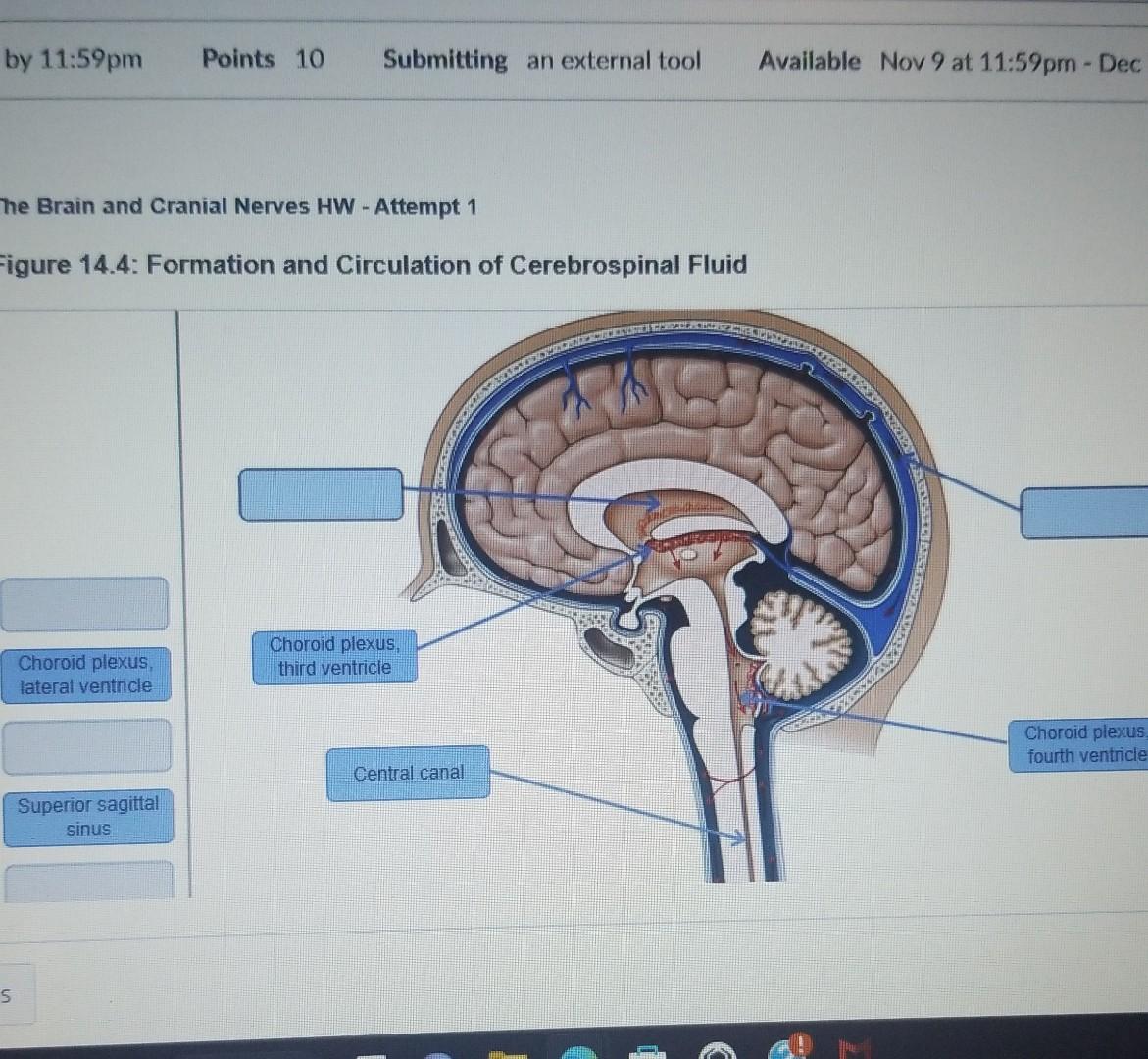 Solved Brain and Cranial Nerves HW - Attempt 1 Figure 14.4: | Chegg.com