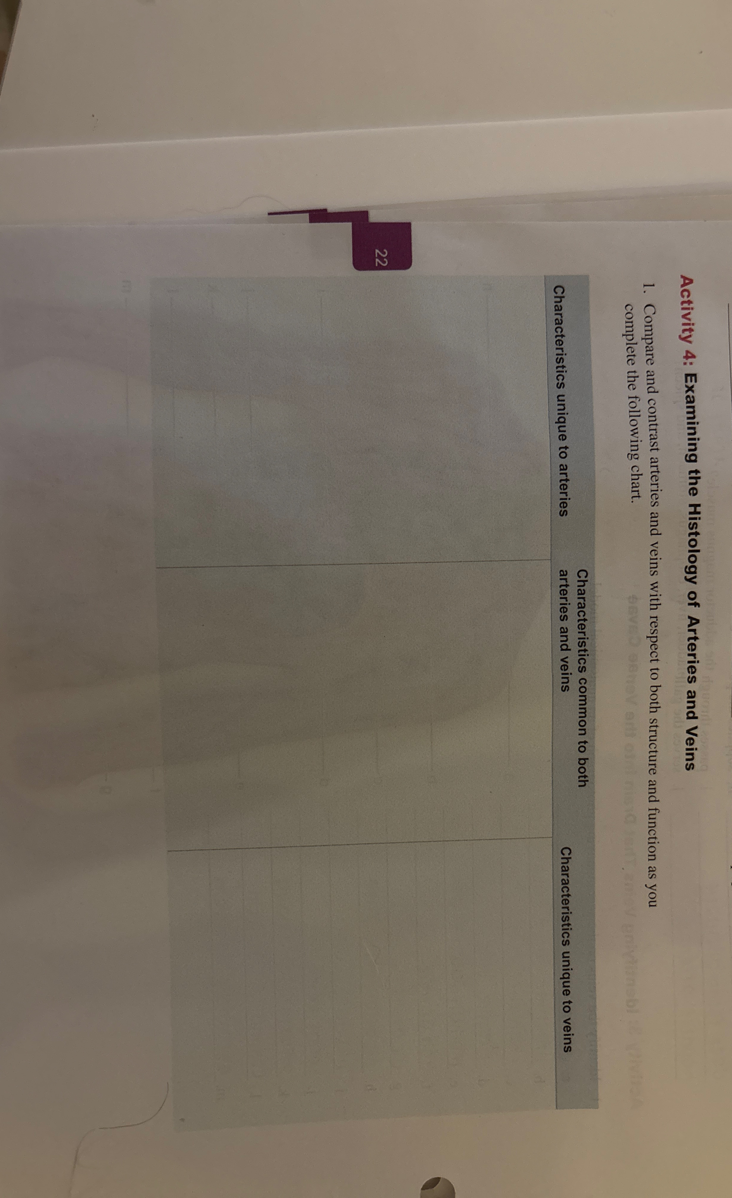 Solved Activity 4: Examining the Histology of Arteries and | Chegg.com