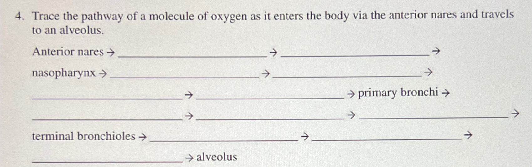 Solved Trace the pathway of a molecule of oxygen as it | Chegg.com