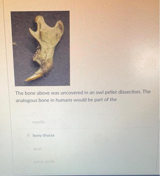 Solved The bone above was uncovered in an owl pellet | Chegg.com