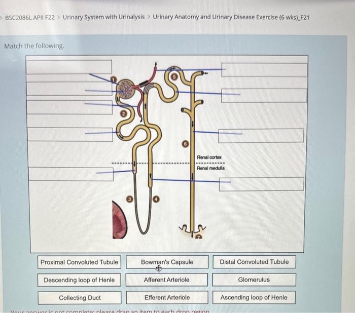 Solved BSC2086L APII F22 > Urinary System with Urinalysis > | Chegg.com