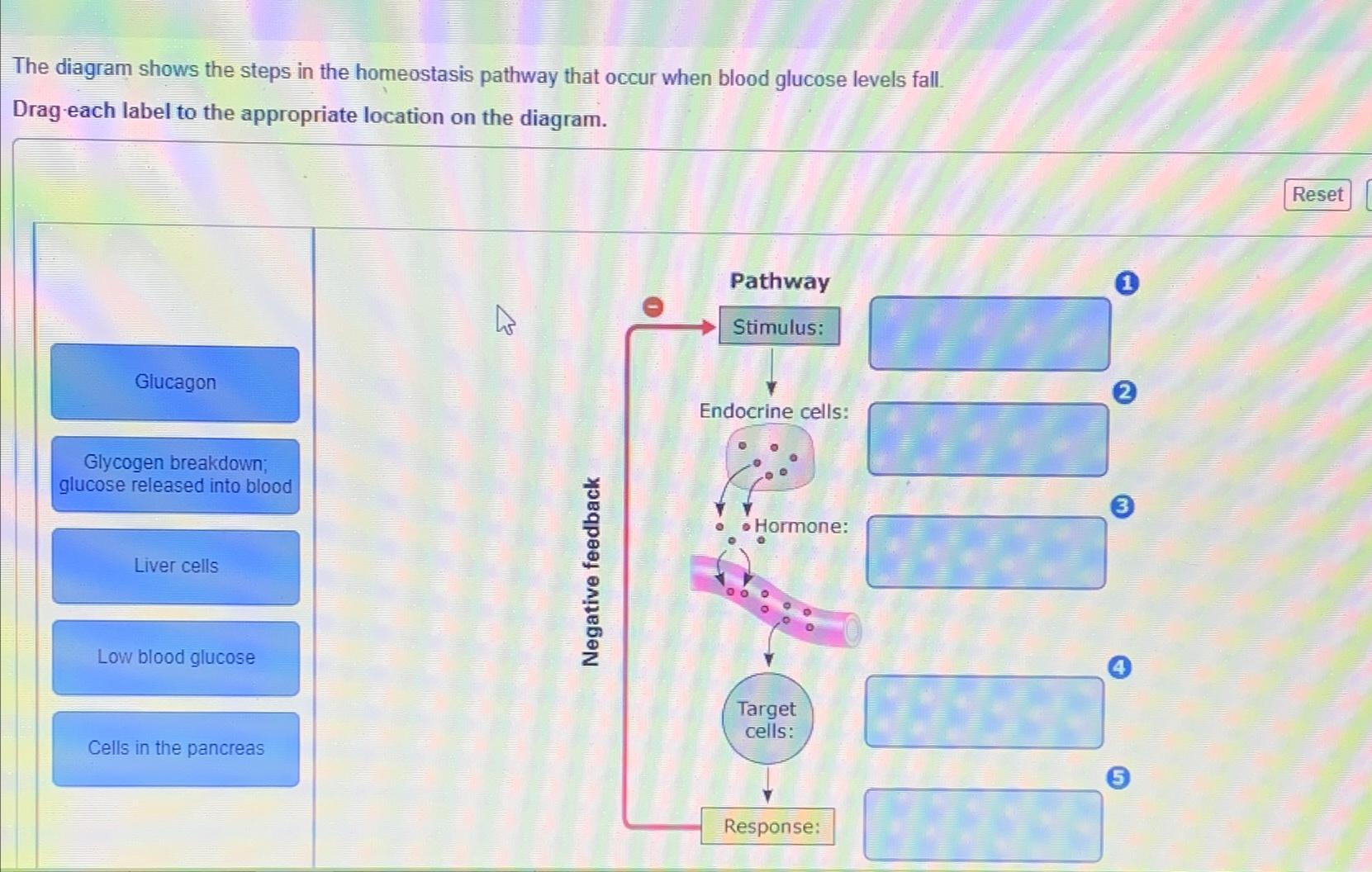 The Diagram Shows The Steps In The Homeostasis Pathway Pathway