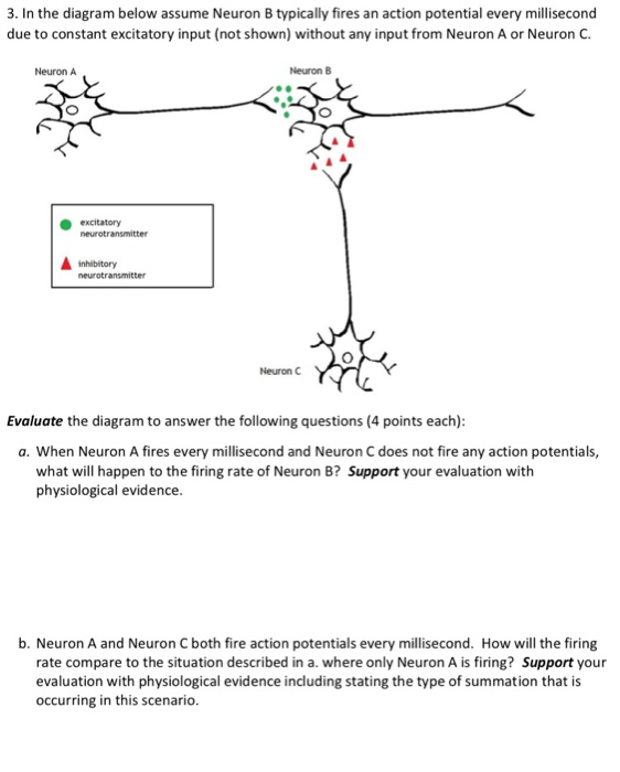 Solved 3. In the diagram below assume Neuron B typically | Chegg.com