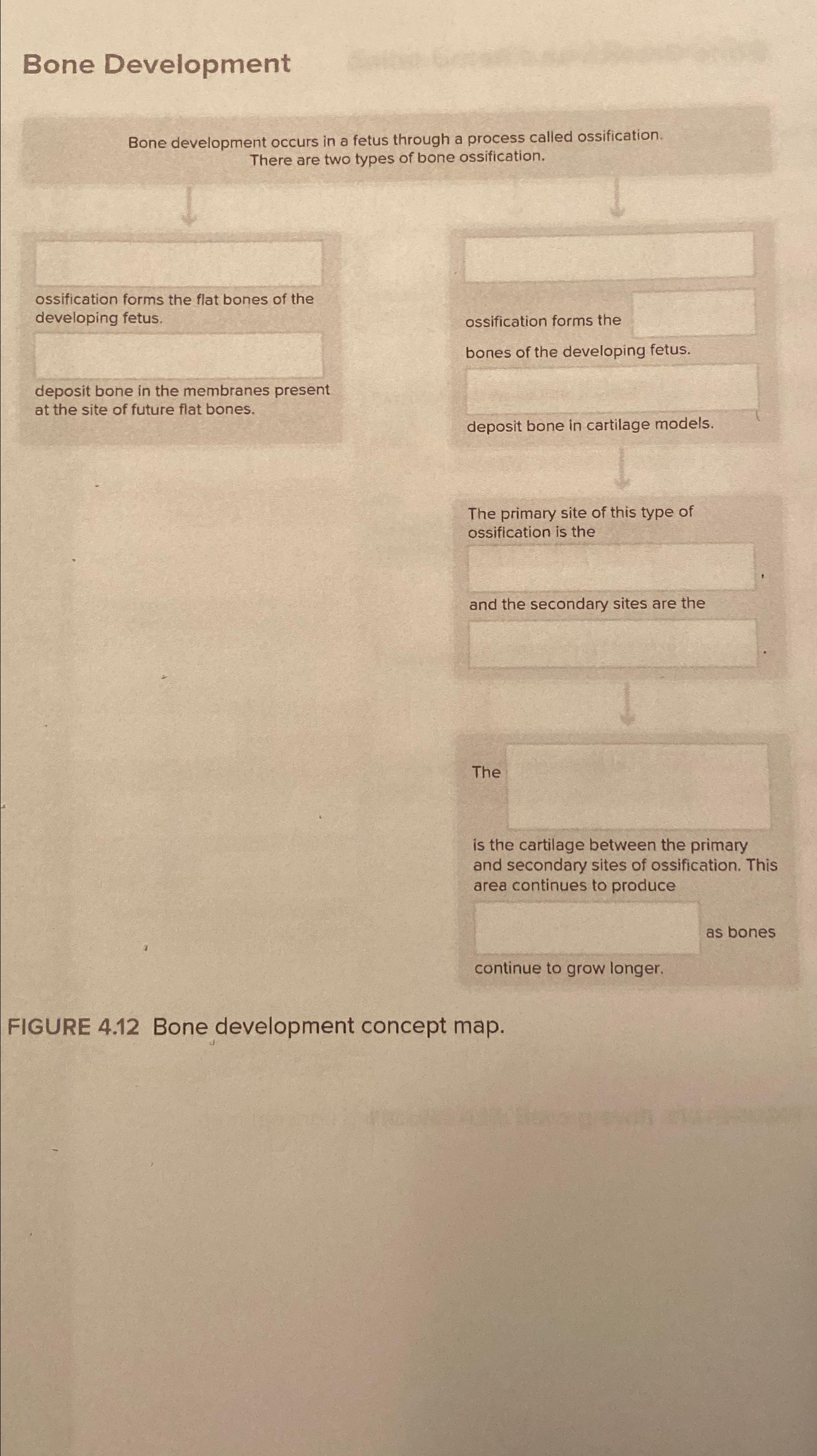 Solved Bone DevelopmentBone development occurs in a fetus | Chegg.com