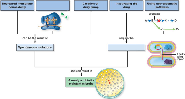 Chapter 12 Solutions | Microbiology 4th Edition | Chegg.com