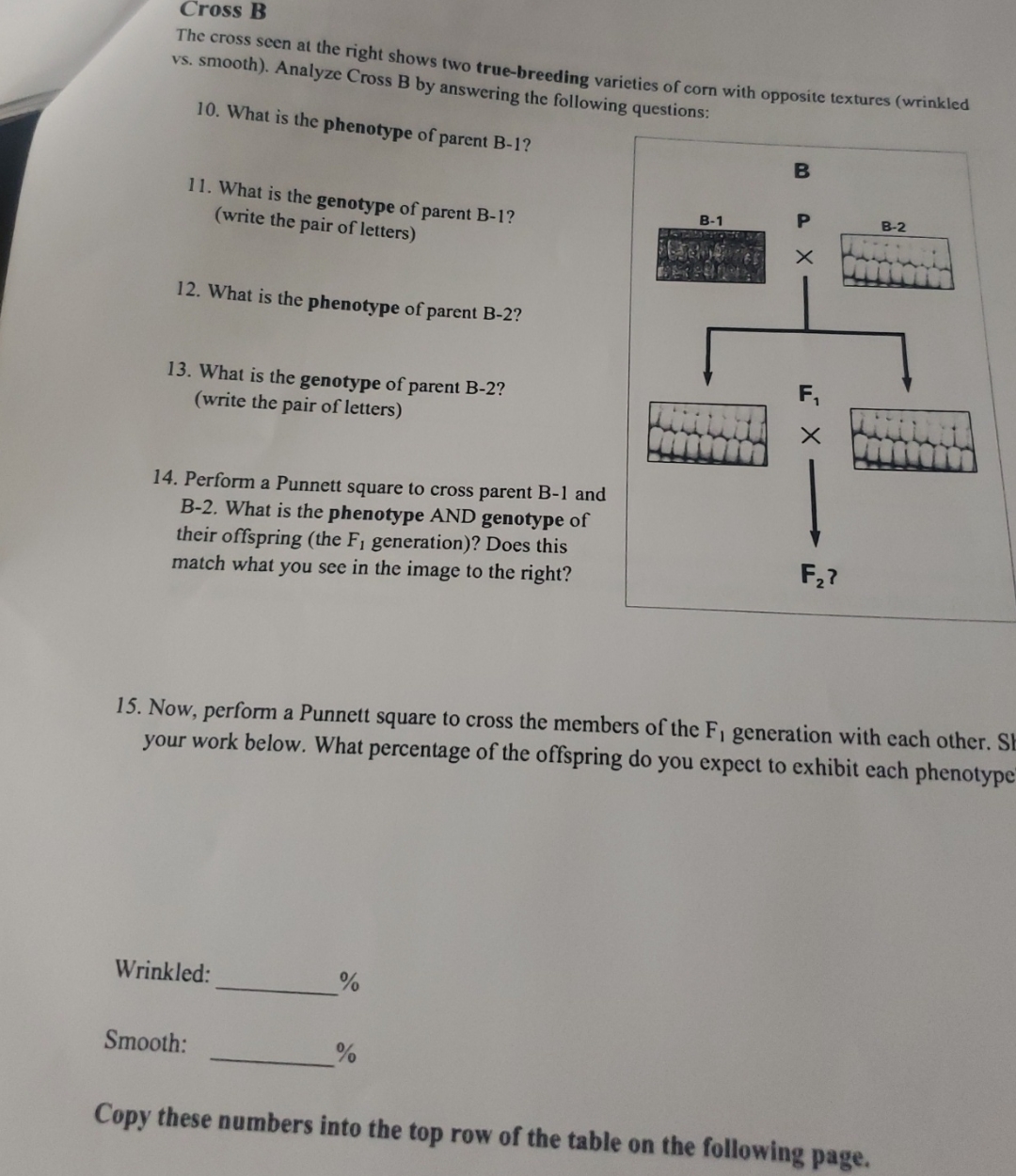 Solved Cross BThe cross seen at the right shows two | Chegg.com
