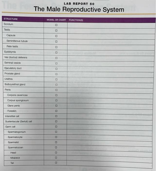 Solved LAB REPORT 50 The Male Reproductive System STRUCTURE | Chegg.com Solved LAB REPORT 50 The Male Reproductive System STRUCTURE | Chegg.com