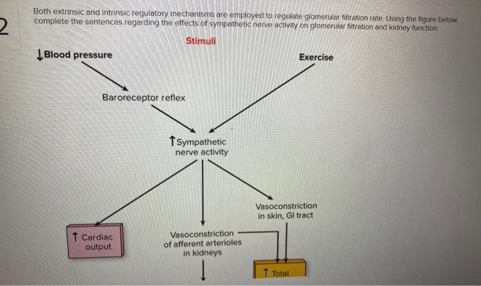 Solved Both extrinsic and intrinsic regulatory mechanisms | Chegg.com