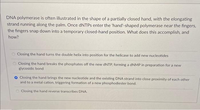 Solved DNA polymerase is often illustrated in the shape of a | Chegg.com