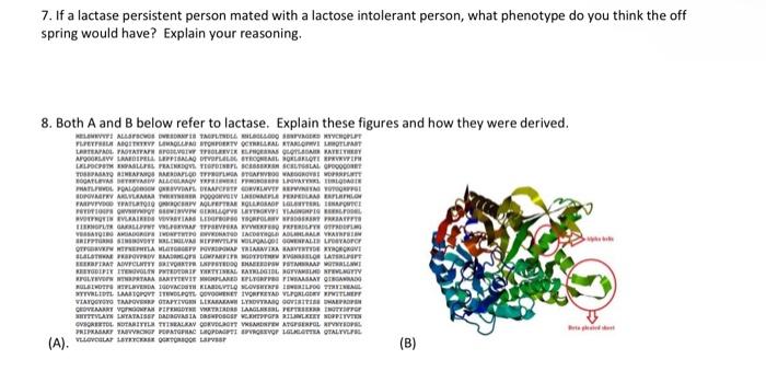 Solved 7. If a lactase persistent person mated with a | Chegg.com