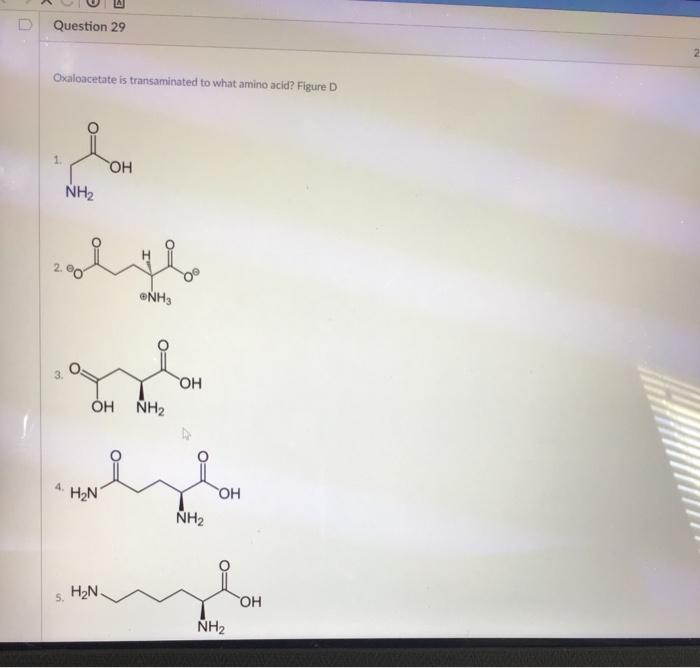 Solved Question 29 Ocaloacetate is transaminated to what | Chegg.com