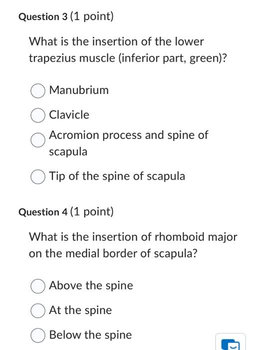 Solved What is the insertion of the lower trapezius muscle | Chegg.com