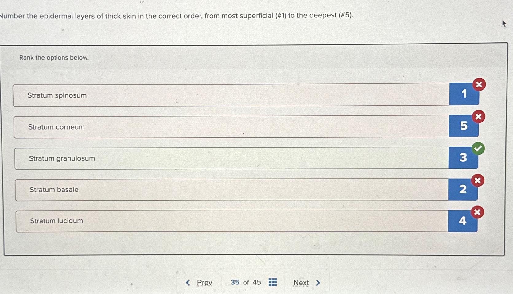 Solved Number the epidermal layers of thick skin in the | Chegg.com