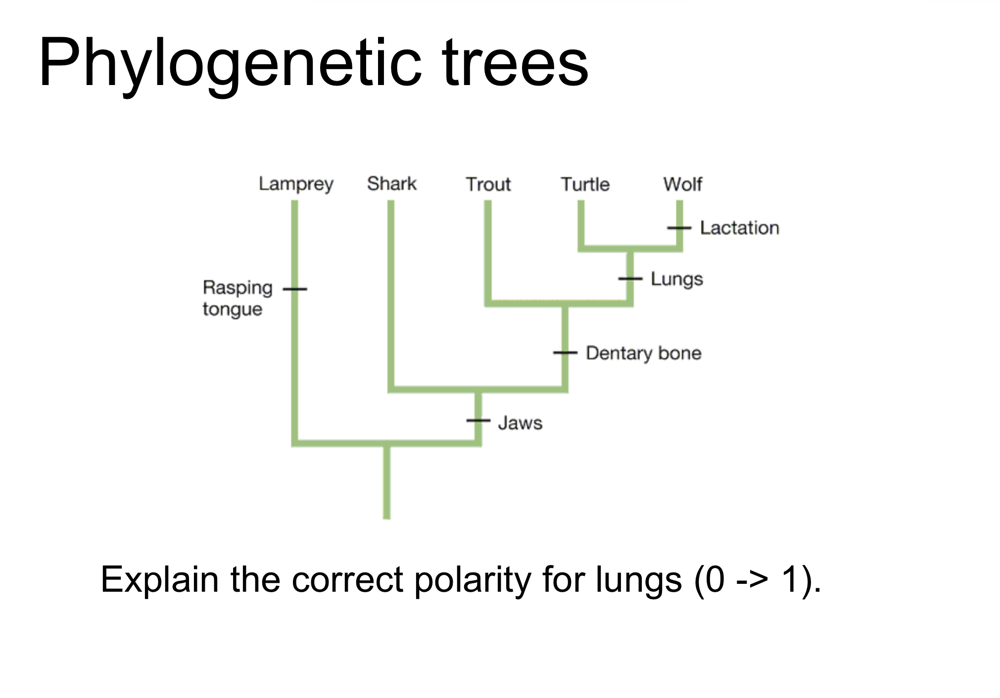 Solved Phylogenetic treesExplain the correct polarity for | Chegg.com