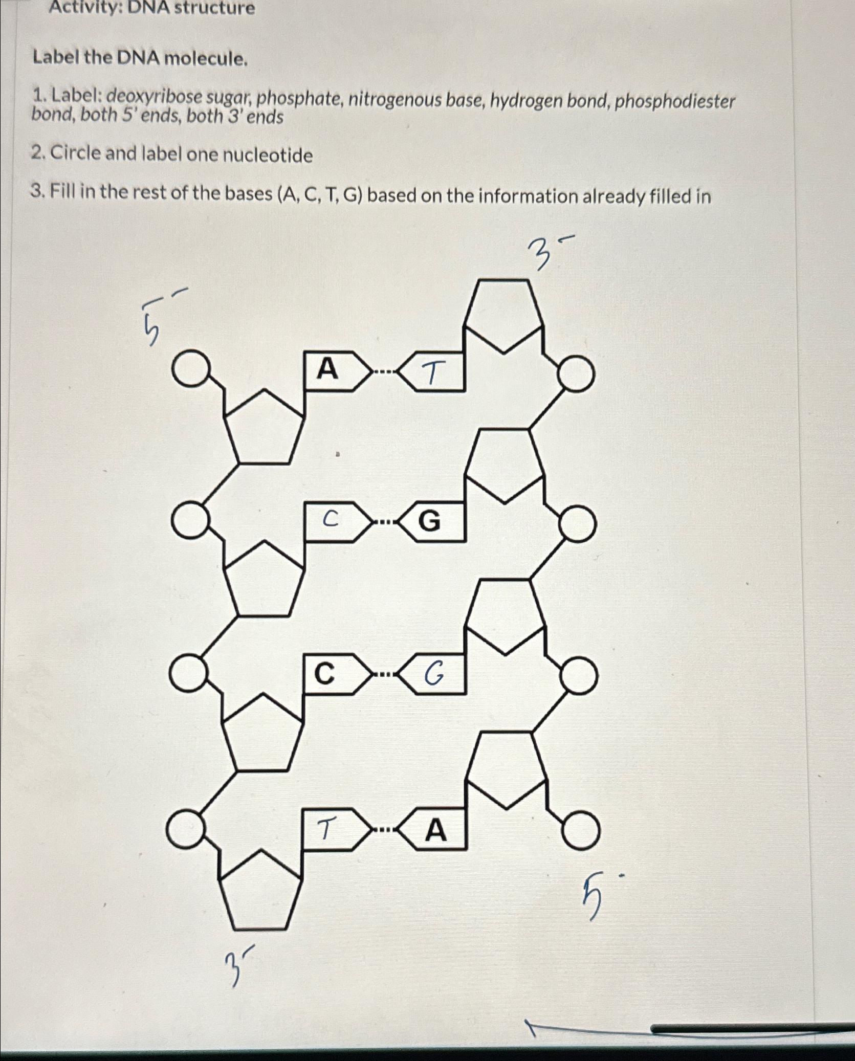 Solved Activity: DNA structureLabel the DNA molecule.Label: | Chegg.com