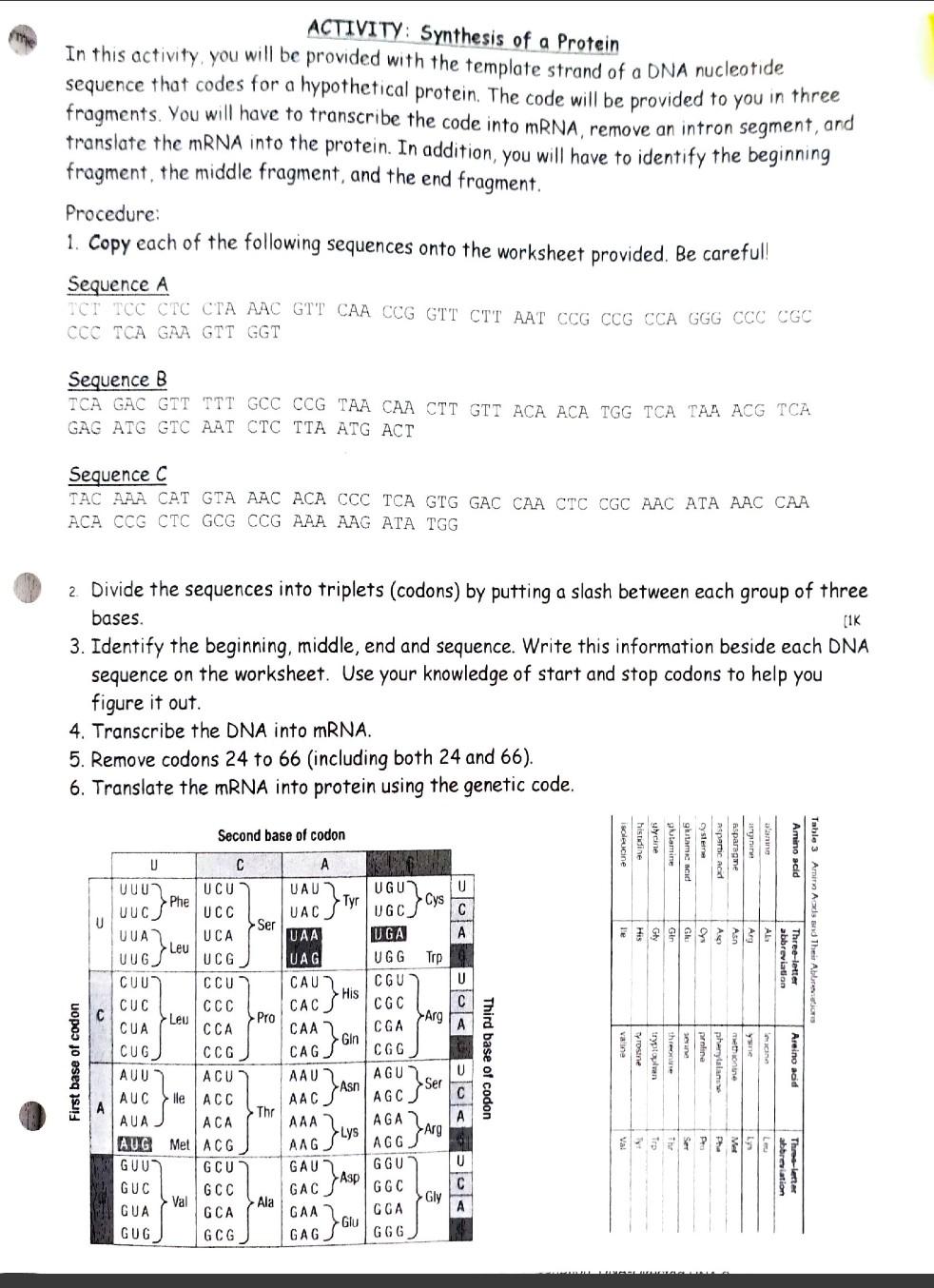 Solved ACTIVITY: Synthesis of a ProteinIn this activity, you | Chegg.com