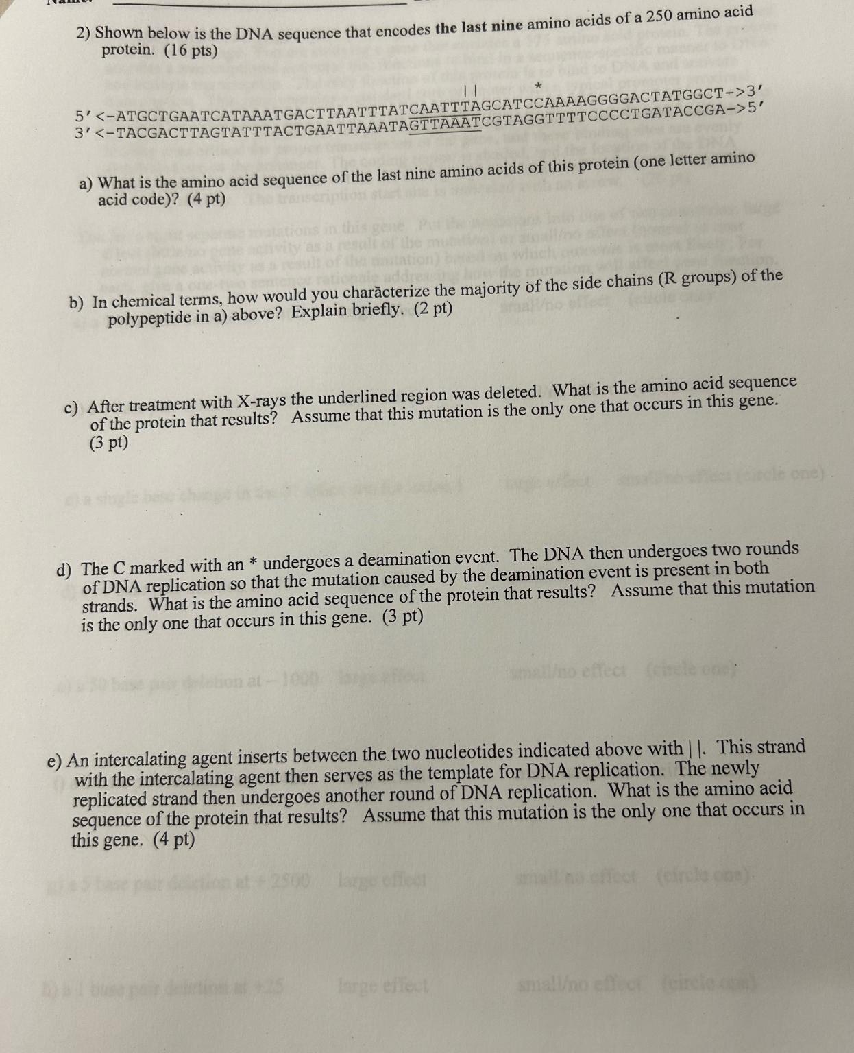 Solved Shown below is the DNA sequence that encodes the last | Chegg.com