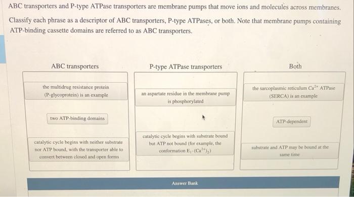 Solved ABC transporters and P-type ATPase transporters are | Chegg.com