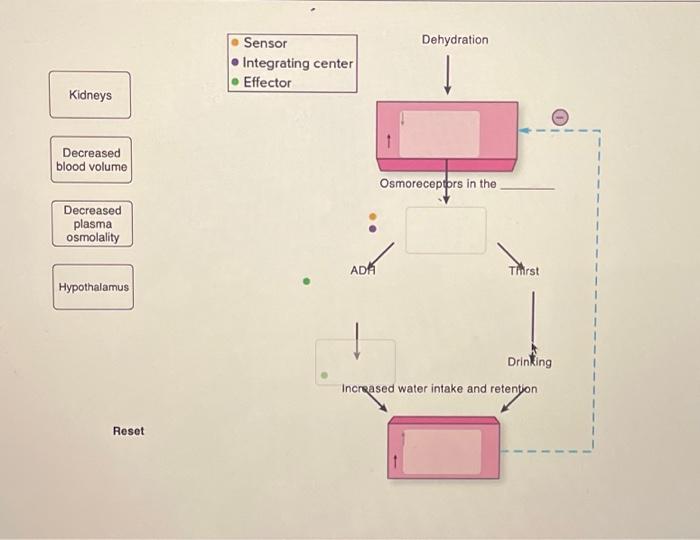 Solved Kidneys Decreased blood volume Decreased plasma | Chegg.com