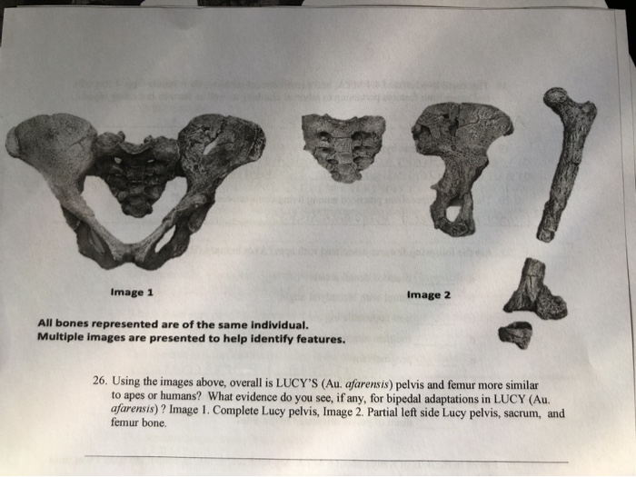 Solved Image 1 Image 2 All bones represented are of the same | Chegg.com