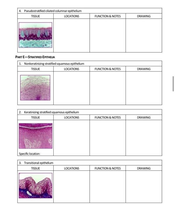 LAB 10 EPITHELIAL TISSUE OBJECTIVES Be able to | Chegg.com