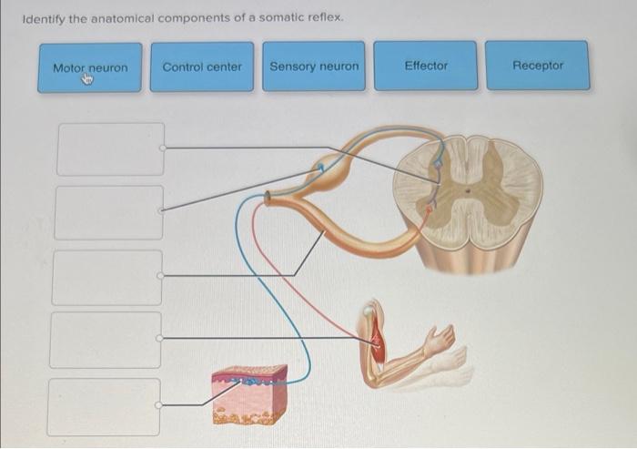 Solved Identify the anatomical components of a somatic | Chegg.com