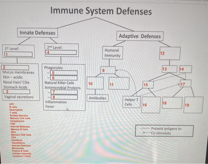 Solved Immune System Defenses Innate Defenses Adaptive | Chegg.com