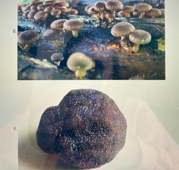 Solved Lab: Virtual Fungi Complete the table below. Part 1 | Chegg.com