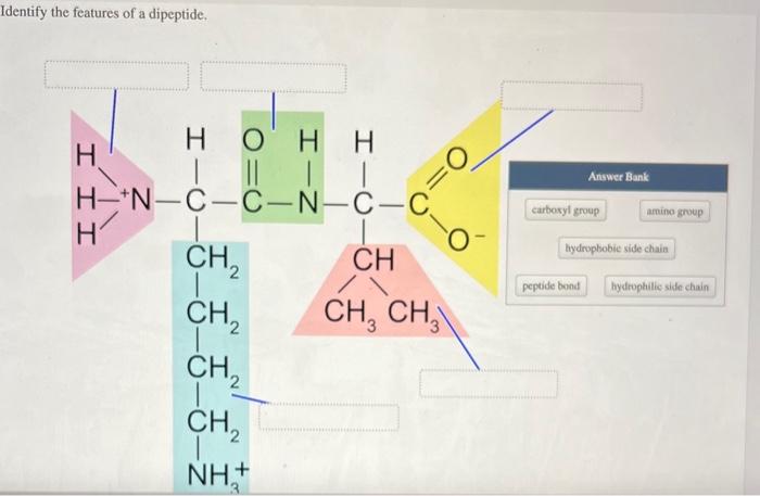 Solved Identify the features of a dipeptide. | Chegg.com
