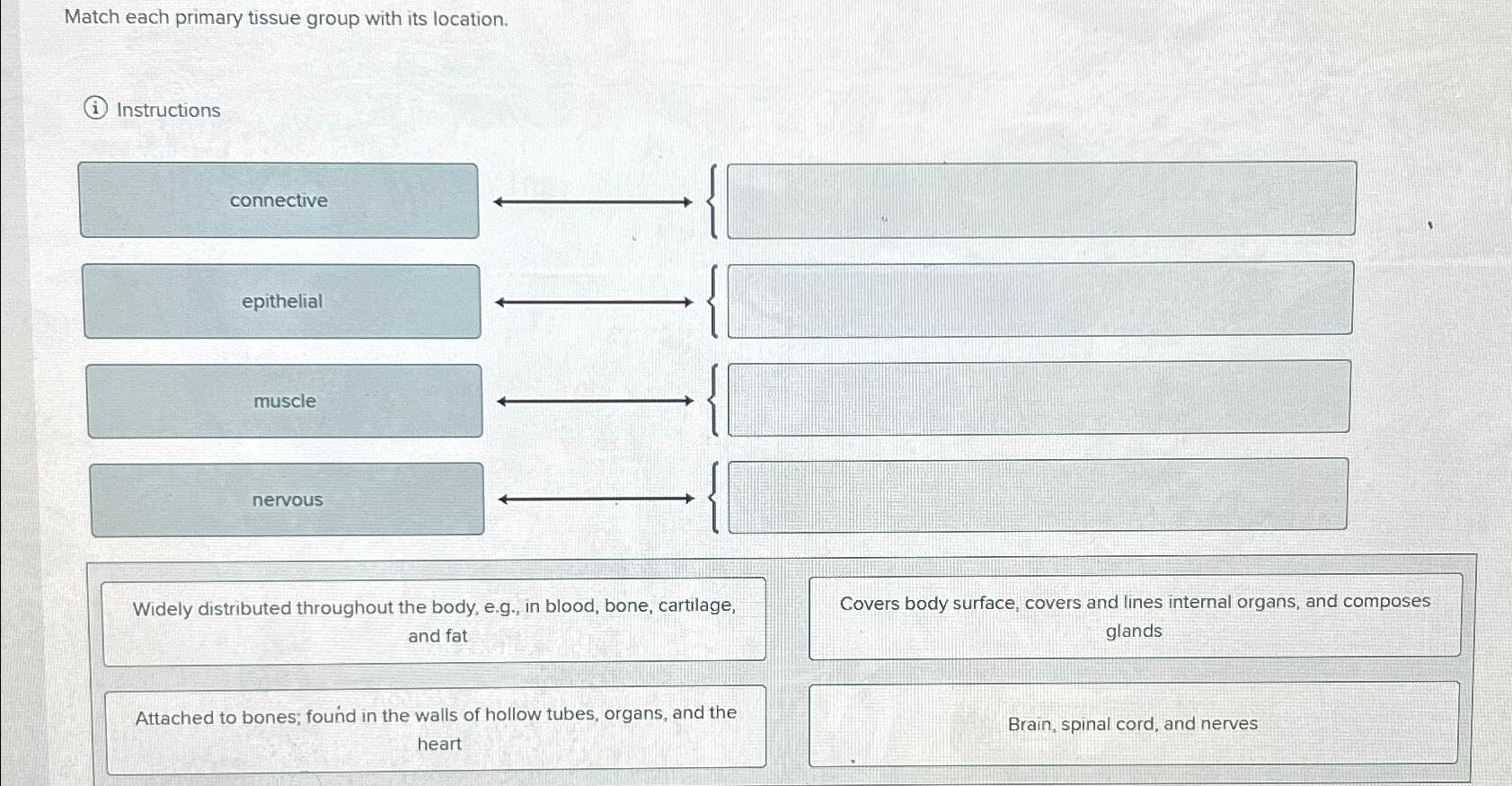 Solved Match each primary tissue group with its location.(i) | Chegg.com