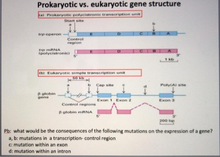 Solved Prokaryotic vs. eukaryotic gene structure Pb: what | Chegg.com