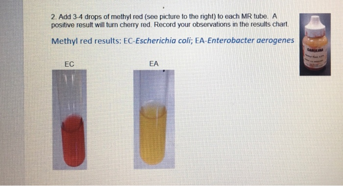 Solved Citrate utilization, MR, and VP results citrate color | Chegg.com