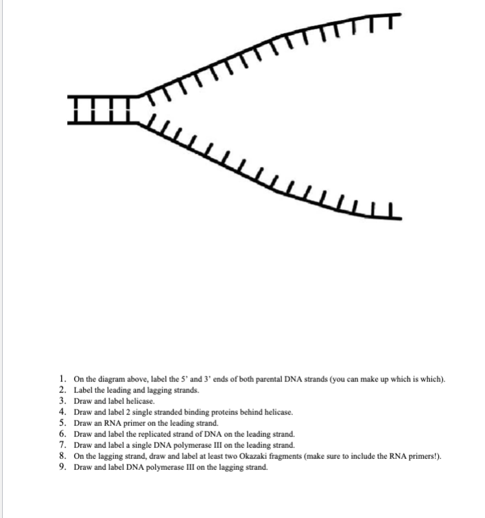 Solved On the diagram above, label the 5' ﻿and 3' ﻿ends of | Chegg.com