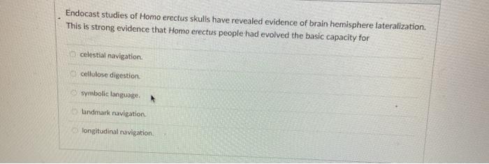 Solved Endocast studies of Homo erectus skulls have revealed | Chegg.com