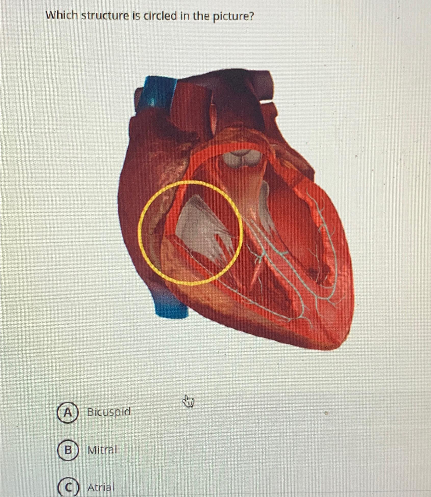 Solved Which structure is circled in the | Chegg.com