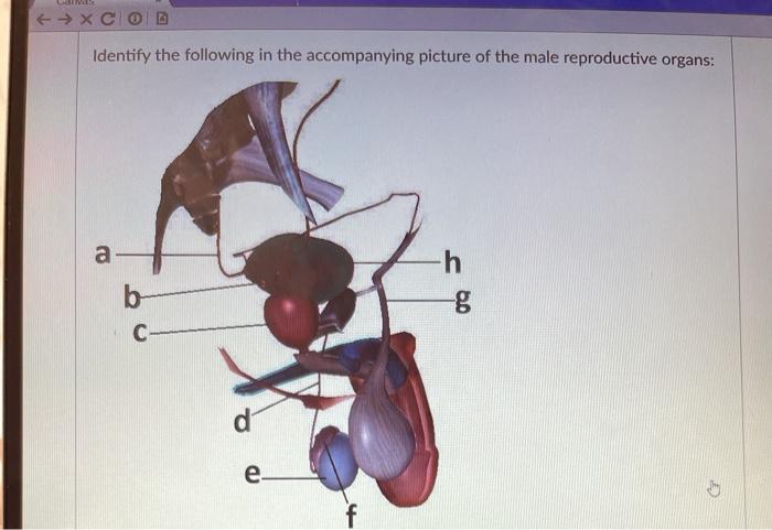 Solved 6 → XC O Identify the following in the accompanying | Chegg.com