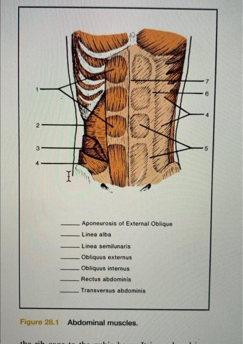 Solved No 3 4 I Aponeurosis of External Oblique Linea alba | Chegg.com