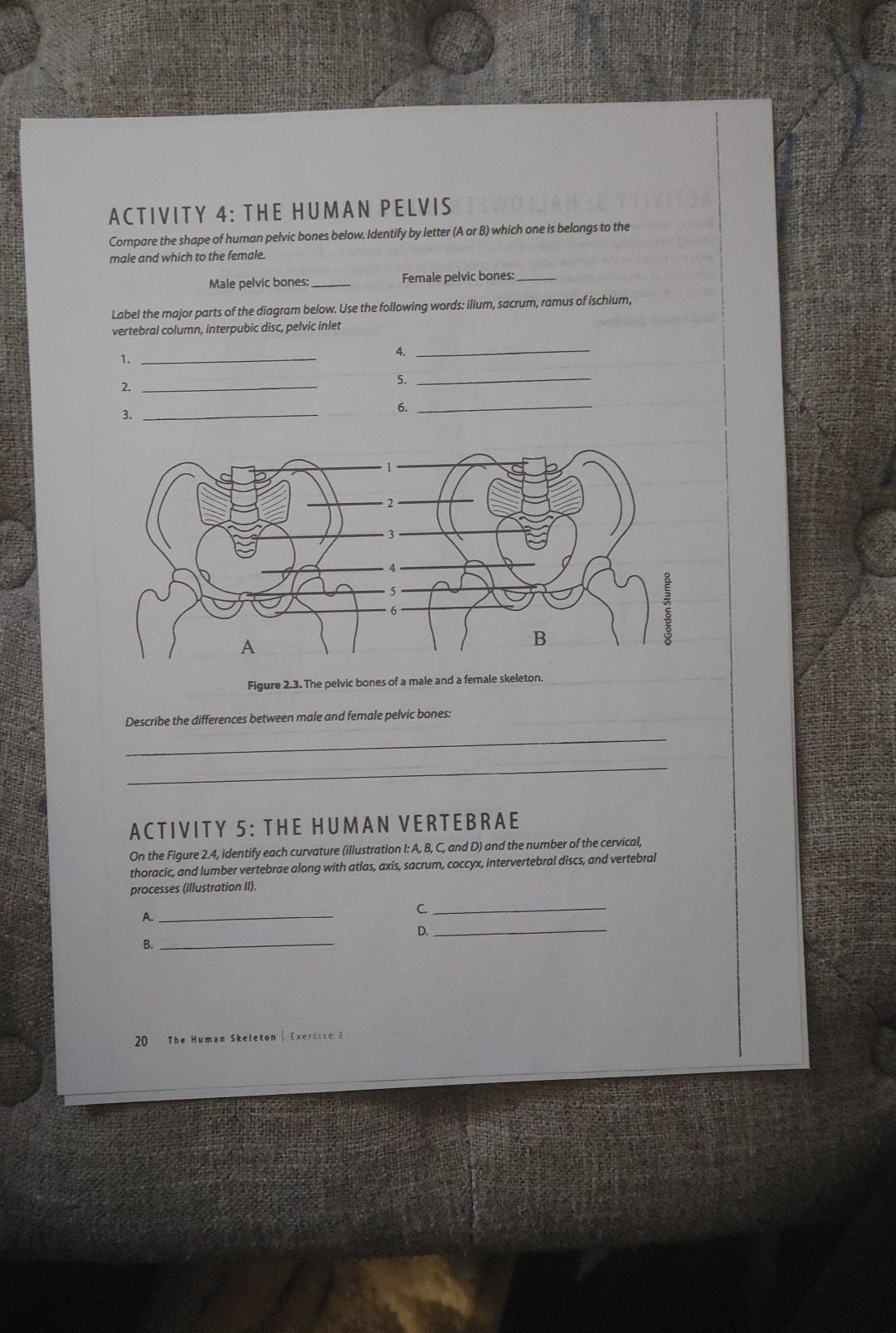 Solved ACTIVITY 4: THE HUMAN PELVIS Compare the shape of | Chegg.com