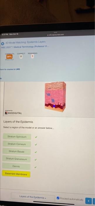 Solved 8:31 PM Mon Oct 16 x 3D Model Matching: Epidermis | Chegg.com