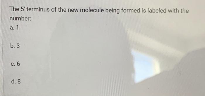 2. (which enzyme deals with supercolis?)The 5′ | Chegg.com