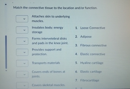 Solved Match the connective tissue to the location and/or | Chegg.com