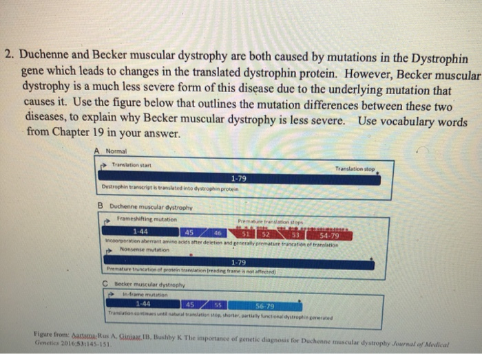 Solved 2. Duchenne and Becker muscular dystrophy are both | Chegg.com